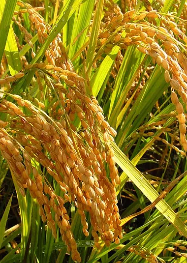 Harvesting Hope: A PalayCheck System Guide for Filipino Rice Farmers ...